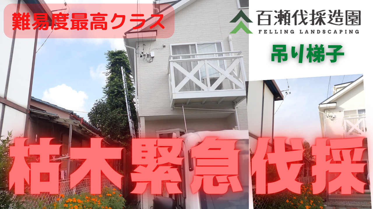 枯木の伐採こそ難しい 百瀬伐採造園