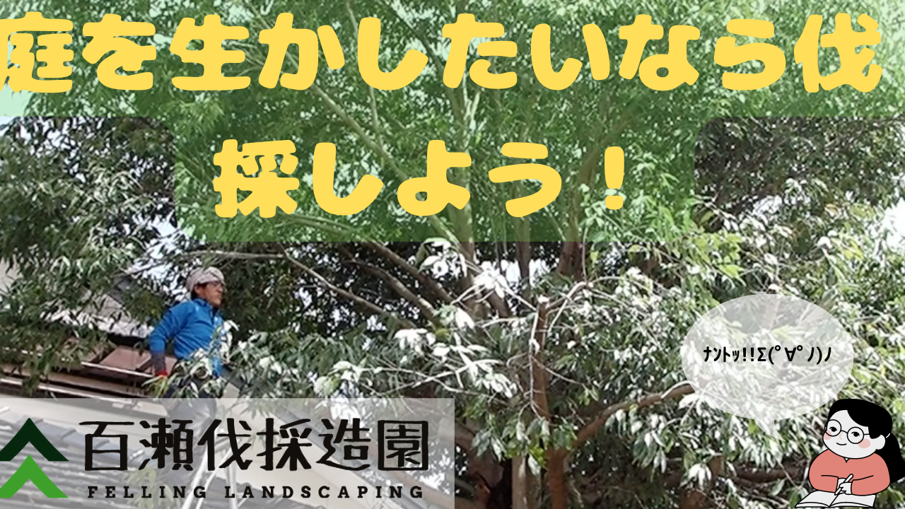 生かしたいなら伐採しましょう! 百瀬伐採造園