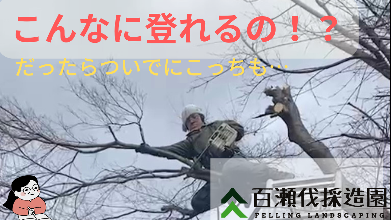 こんなに登れるの！？じゃあついでに・・・ 百瀬伐採造園