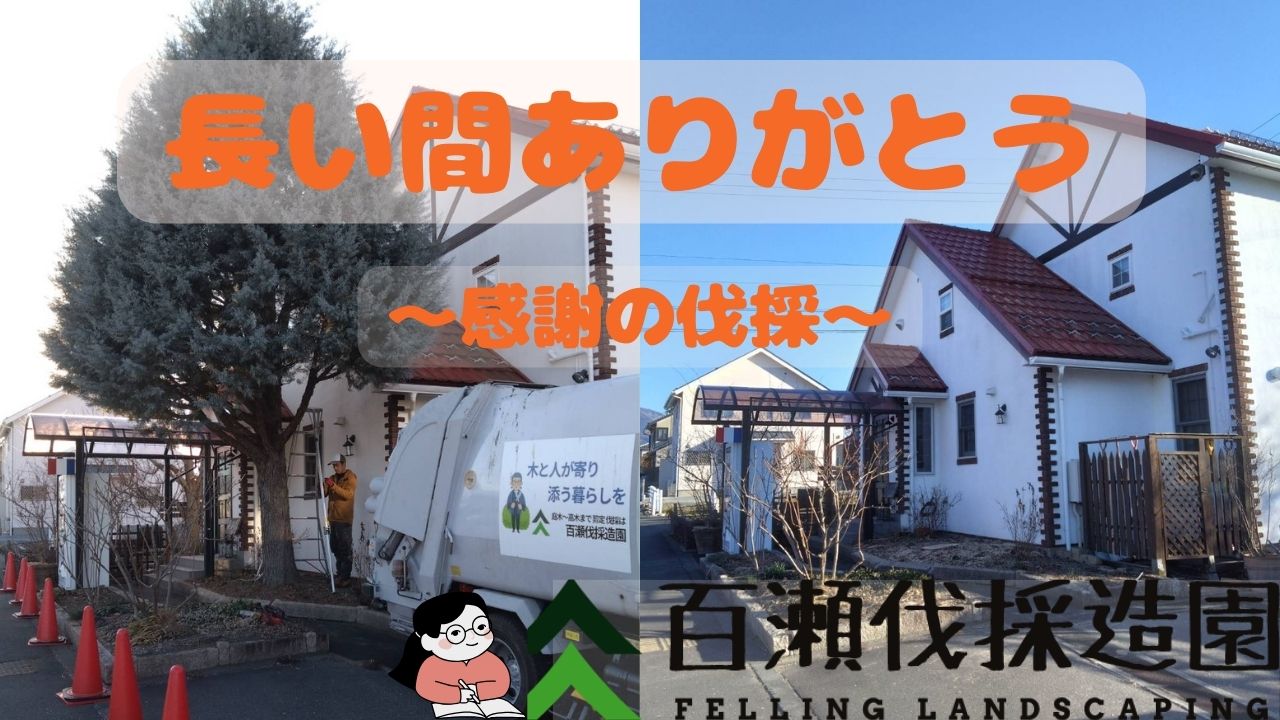 長年ありがとう〜感謝の伐採〜 百瀬伐採造園